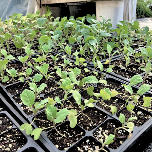 606 Jumbo Inserts - Grower's Solution