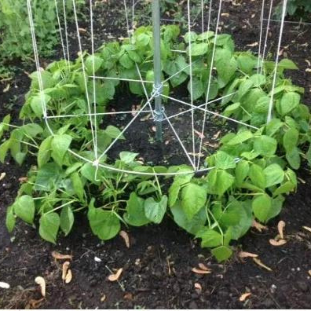 Pole Bean Tower Designs