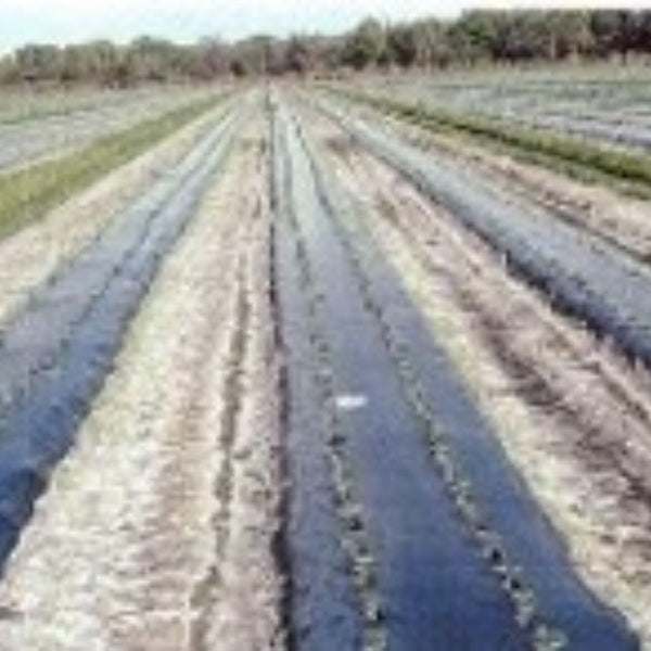 Landscapers Planters Paper Mulch - Grower's Solution